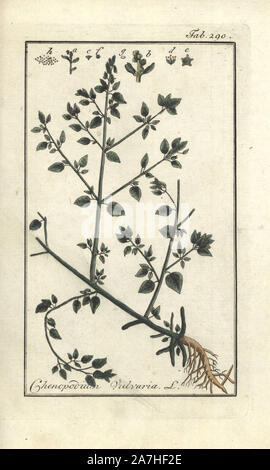 stinking goosefoot, chenopodium vulvaria Stock Photo - Alamy