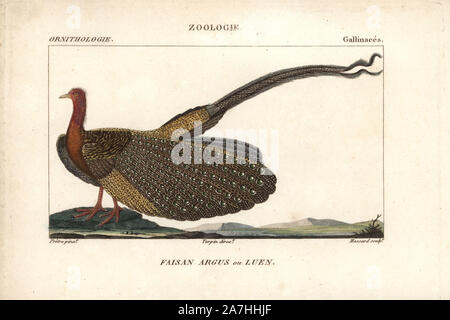 Great Argus (Argusianus argus), illustration from Soviet encyclopedia ...