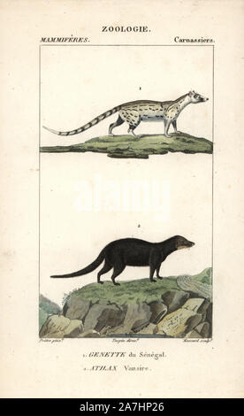 Marsh mongoose (Atilax paludinosus). The marsh or water mongoose lives ...