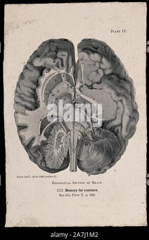 Illustration of the underside of the human brain Stock Photo - Alamy