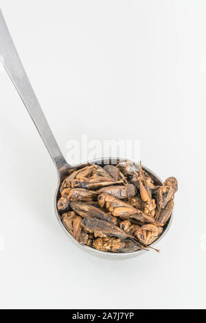 Dried Crickets (?Short Tailed) on spoon & neutral b/gd. As human food ...