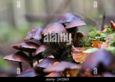 Pilz,Mushroom,giftig,poison, Wald,Wood, Waldpilz,Herbst,Pilzzeit,natur ...