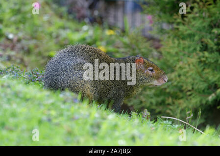 Azara's Agouti (dasyprocta azarae Stock Photo - Alamy