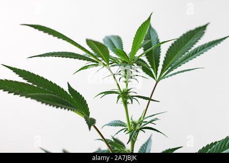 marijuana flower blooming medical cannabis plant Stock Photo - Alamy