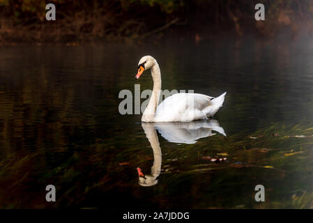 Swam swimming in the river with reflection. Foggy and sunny morrning ...