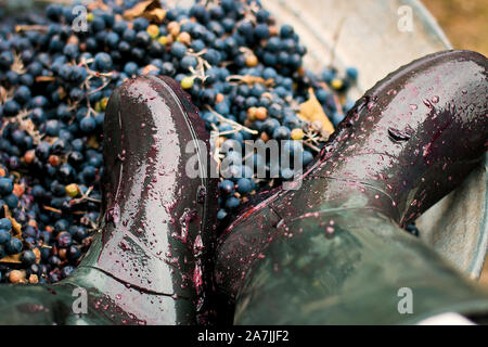 Men crushing or press ripe grapes by fit in boots. Pressing grapes to ...