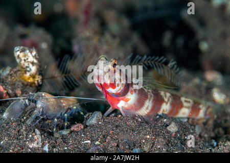 Gorgeous Prawn-goby, Amblyeleotris wheeleri Stock Photo - Alamy