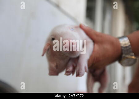 --FILE--A person shows a two-headed pig born in Xiqing district ...