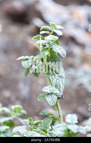 first frost on green nettle mint leaves, view rom above Stock Photo - Alamy