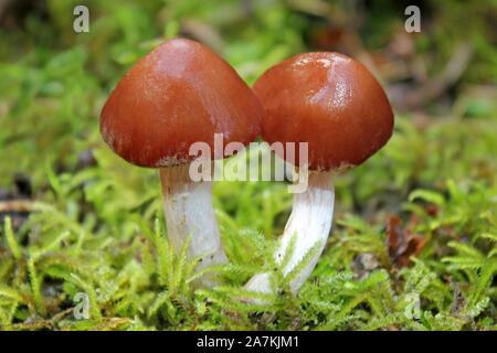 Tawny Grisette (Amanita fulva) mushrooms in Beacon Wood in the Mendip ...