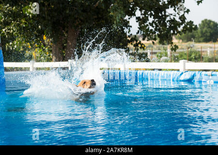 Dog making a big splash jumping in pool to retrieve ball Stock Photo ...