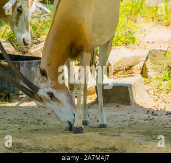 portrait of scimitar oryx, animal specie that is extinct in the wild ...