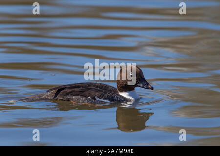 Female Goldeneye (Bucephala clangula) at Slimbridge WWT Stock Photo - Alamy