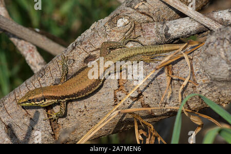 Cyprus lizard (Phoenicolacerta troodica, Lacerta laevis troodica ...