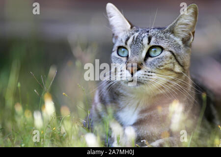 Portrait of a common european cat Stock Photo - Alamy