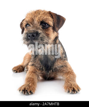 border terrier in front of white background Stock Photo - Alamy