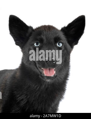 black pomsky in front of white background Stock Photo - Alamy