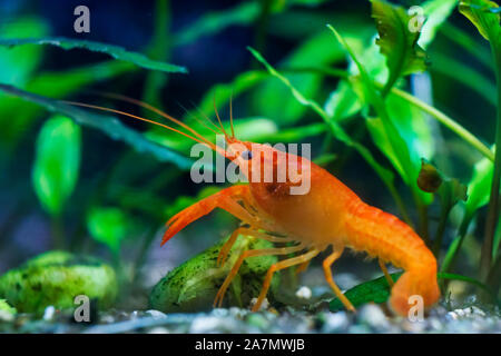 Mexican dwarf orange crayfish (Cambarellus patzcuarensis var. 'Orange ...