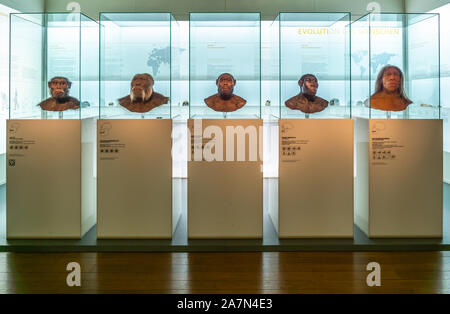 Peking man chest and head reconstruction, Homo erectus pekinensis ...