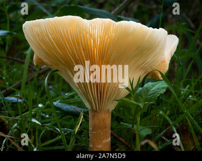 Common Funnel Fungus, Clitocybe gibba, Tricholomataceae. Part of a ...