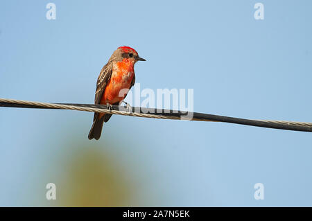 Vermillion Flycatcher (Pyrocephalus rubinus) peched on a wire, Ajijic ...
