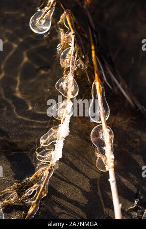 Ice pools frozen on grass suspended over the Truckee River Stock Photo ...