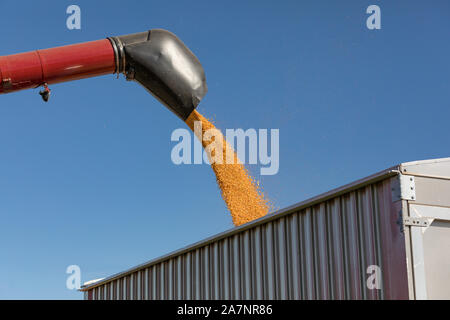 Grain auger of combine pouring corn into tractor trailer Stock Photo ...