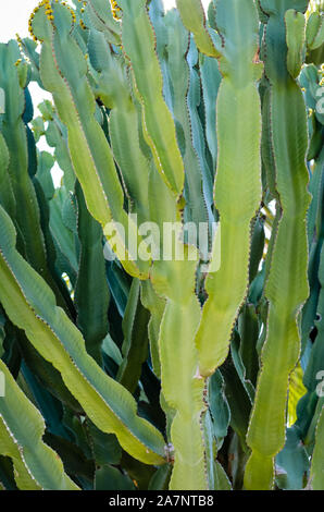 night-blooming cereus plant foliage isolated on white background, or ...