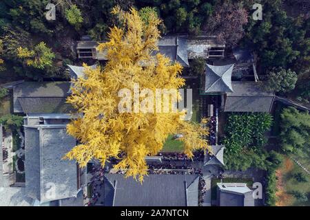 An aerial view of the ancient ginkgo tree with golden leaves at the ...