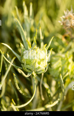 Green sagebrush bloom on a bush in Nevada desert Stock Photo - Alamy