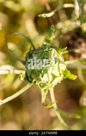 Green sagebrush bloom on a bush in Nevada desert Stock Photo - Alamy