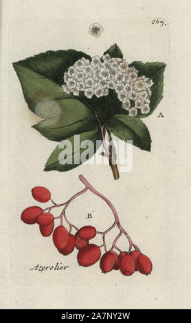 Azarole or Mediterranean medlar (Crataegus azarolus) is a deciduous ...