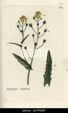 Gold of pleasure, False Flax (Camelina sativa), flowering field Stock ...