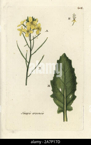 Sinapis arvensis, the charlock mustard, field mustard, wild mustard or ...