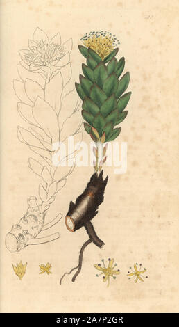 Rhodiola rosea or golden root, rose root, roseroot, medical herb, plant ...