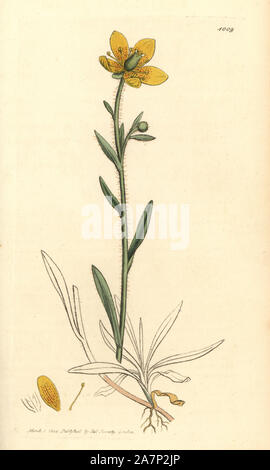 marsh saxifrage, yellow marsh saxifrage (Saxifraga hirculus), flowers ...