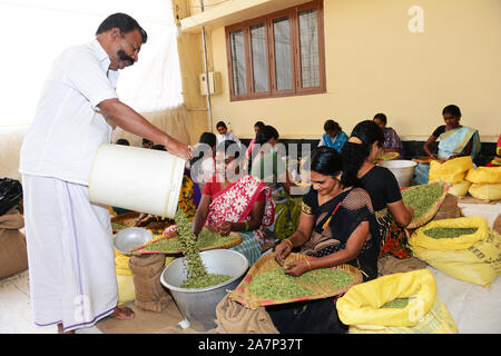 Women sorting cardamom, Thekkady, Kerala, southern India, India, Asia ...