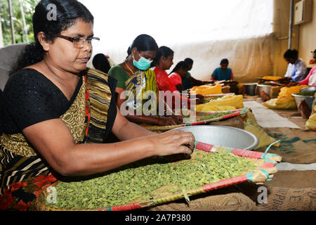 Women sorting cardamom, Thekkady, Kerala, southern India, India, Asia ...