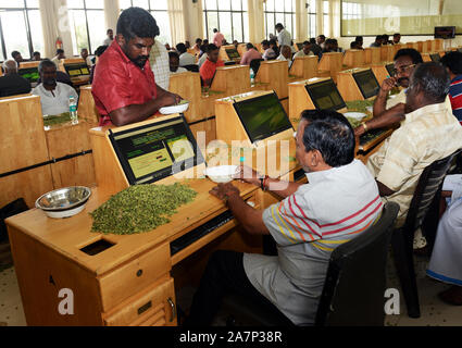 Cardamom auction in Idukki, Kerela, India Stock Photo - Alamy
