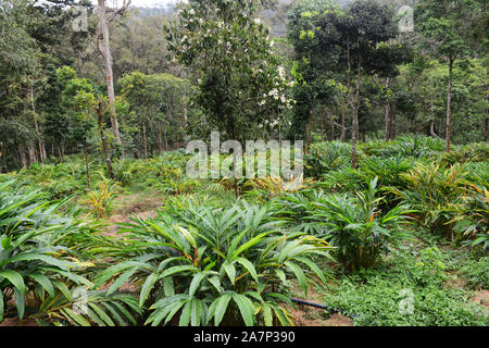 A Cardamom farm in Cardamom hills in Kerela, India Stock Photo - Alamy
