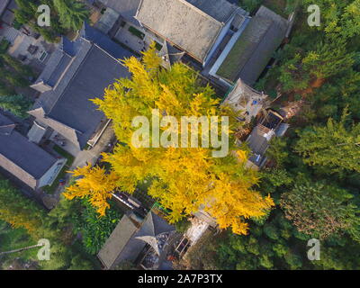 An aerial view of the ancient ginkgo tree with golden leaves at the ...