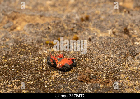 Maldonada redbelly toad - Melanophryniscus moreirae Stock Photo - Alamy