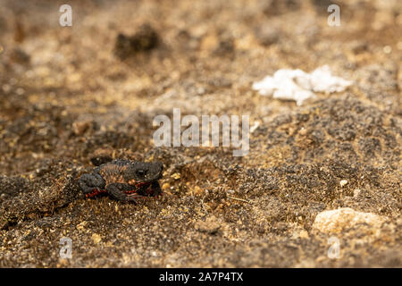 Maldonada redbelly toad - Melanophryniscus moreirae Stock Photo - Alamy