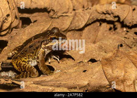 Military River Frog - Thoropa miliaris Stock Photo - Alamy