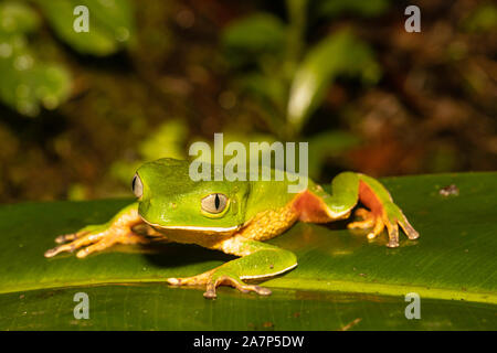 Sao Paulo Leaf Frog - Phyllomedusa distincta Stock Photo - Alamy