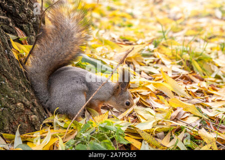 Squirrel in autumn hides nuts on the green grass with fallen yellow ...