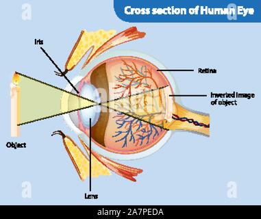 Diagram showing cross section of human eye Stock Vector Image & Art - Alamy