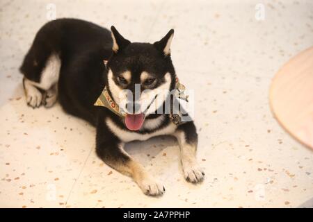 Shiba Inus in the first Shiba Inu caf¨¦ in Beijing, China, 6 August ...