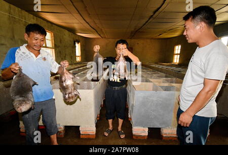 Farmers check how their bamboo rats grow in Jinxi county, Fuzhou city ...