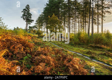 Cleddon bog nature reserve, Monmouthshire, Wales Stock Photo - Alamy